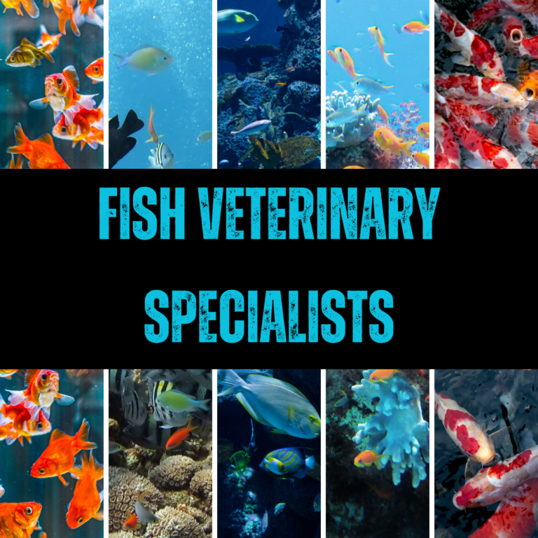 Fish Veterinary Specialists: DVM vs CertAqV vs DABVP - Fish Vet