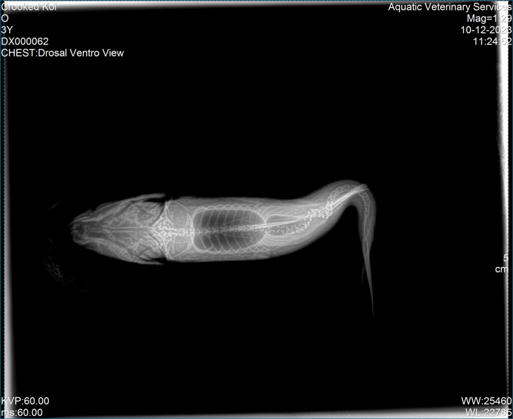 How to Save a Sick Fish in 4 Easy Steps - Fish Vet