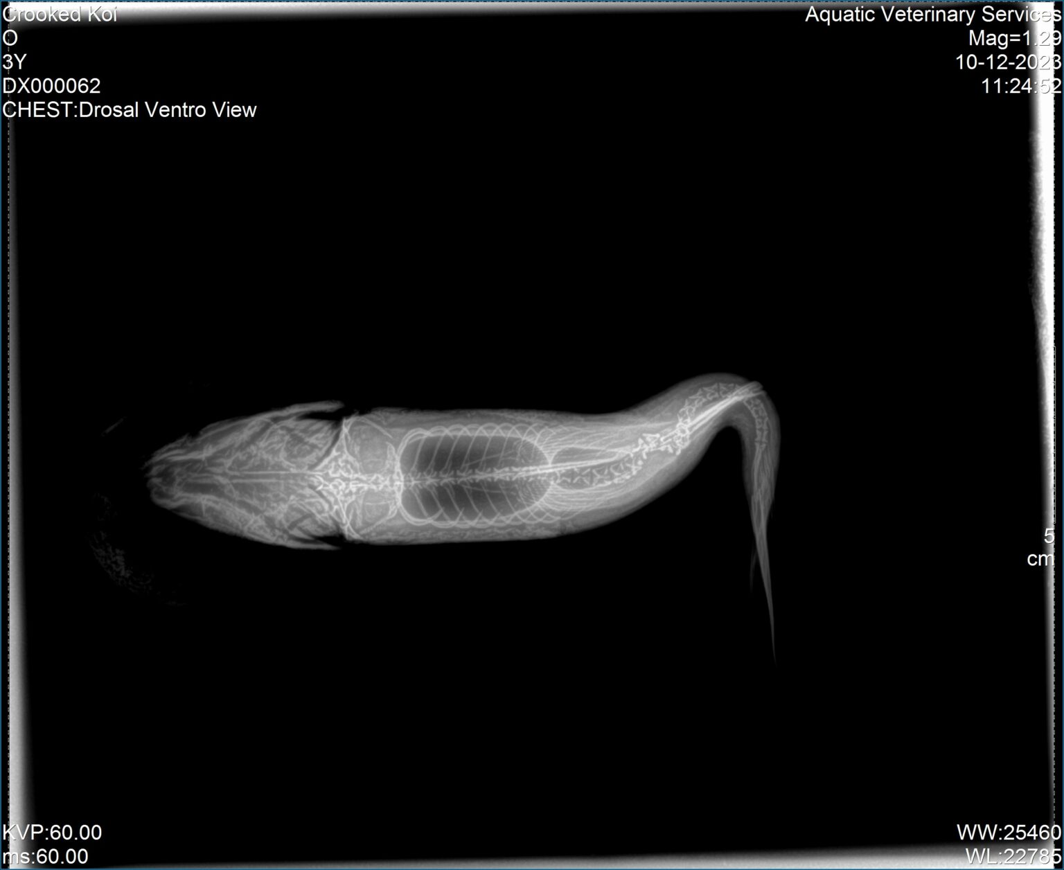 How to Save a Sick Fish in 4 Easy Steps - Fish Vet