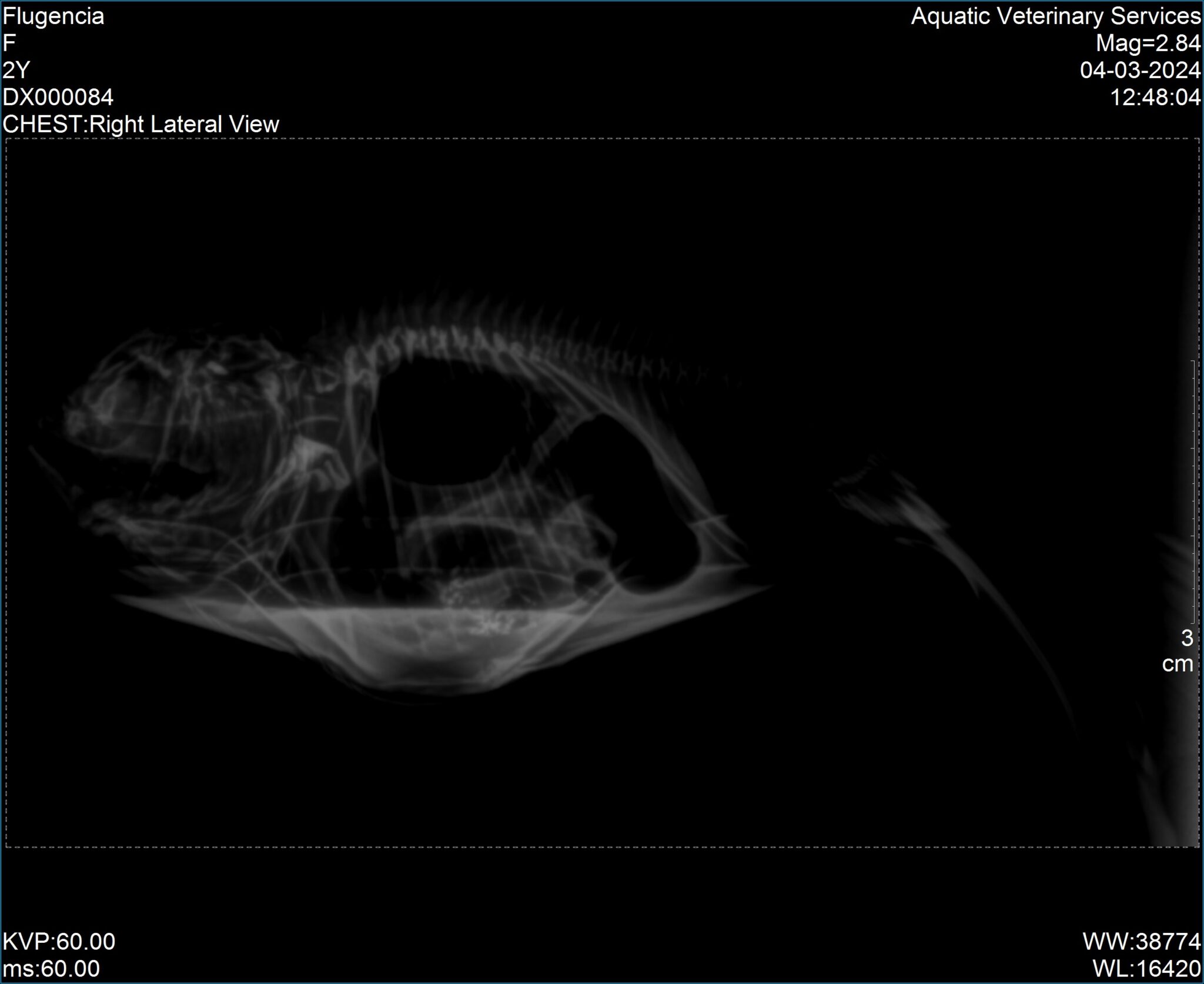 How to Save a Sick Fish in 4 Easy Steps - Fish Vet