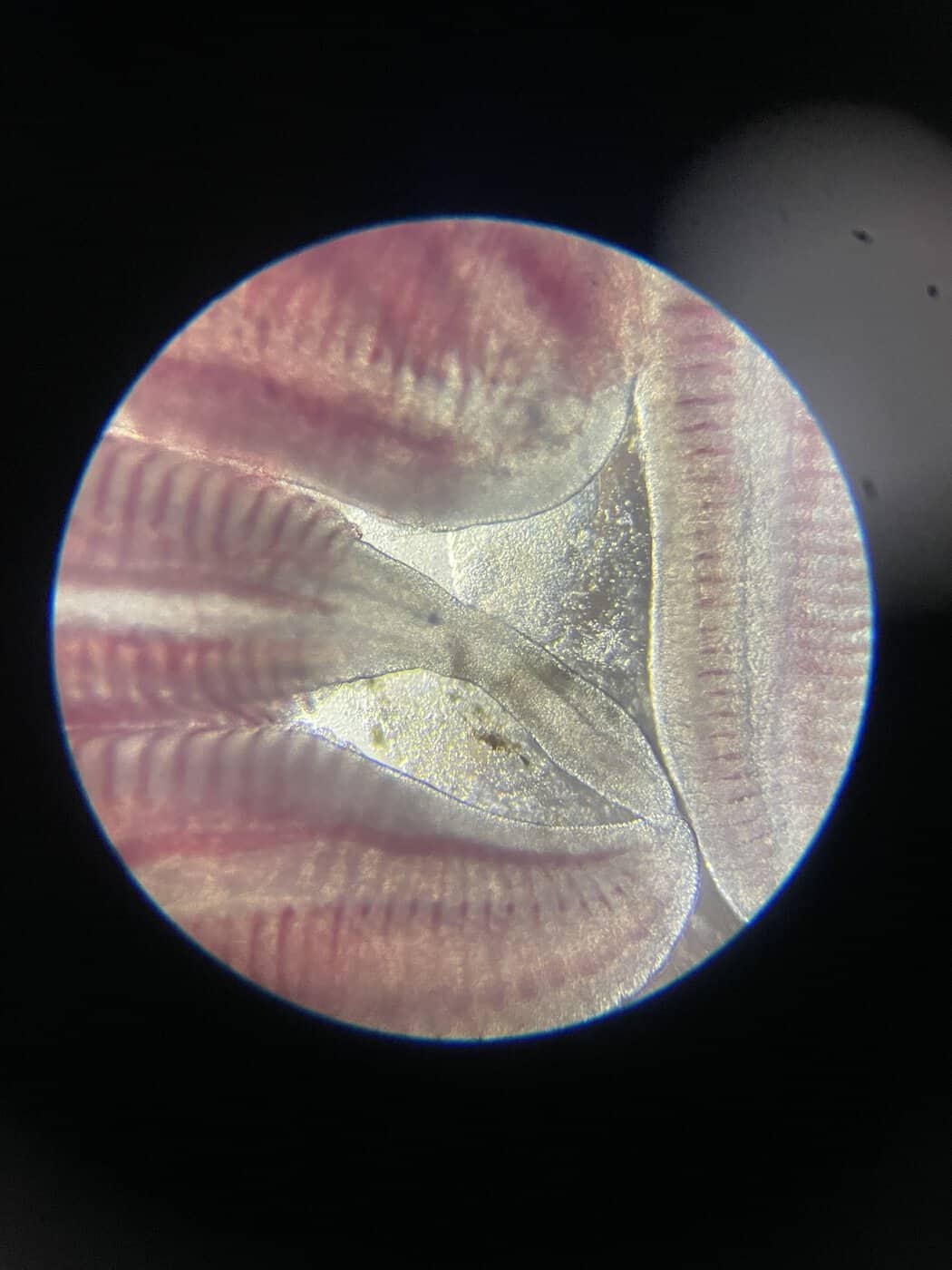 Essential Guide to Fish Gill Diseases for Owners - Fish Vet