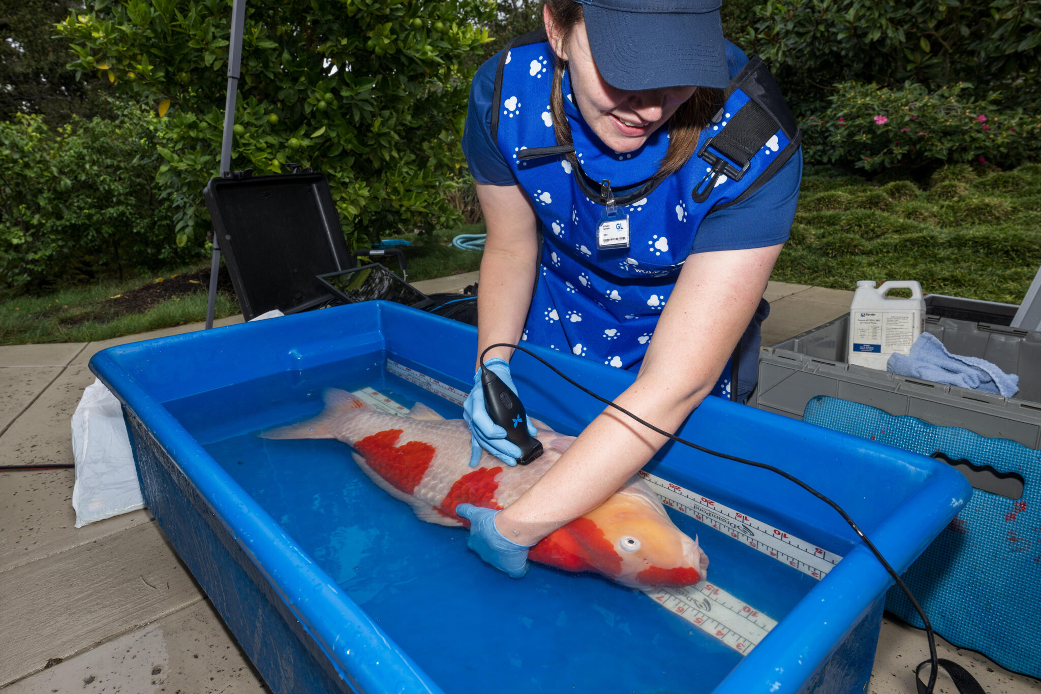 Aquatic Veterinary Services | Fish Vet, California