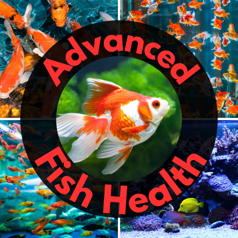 Advanced Fish Health - Fish Vet